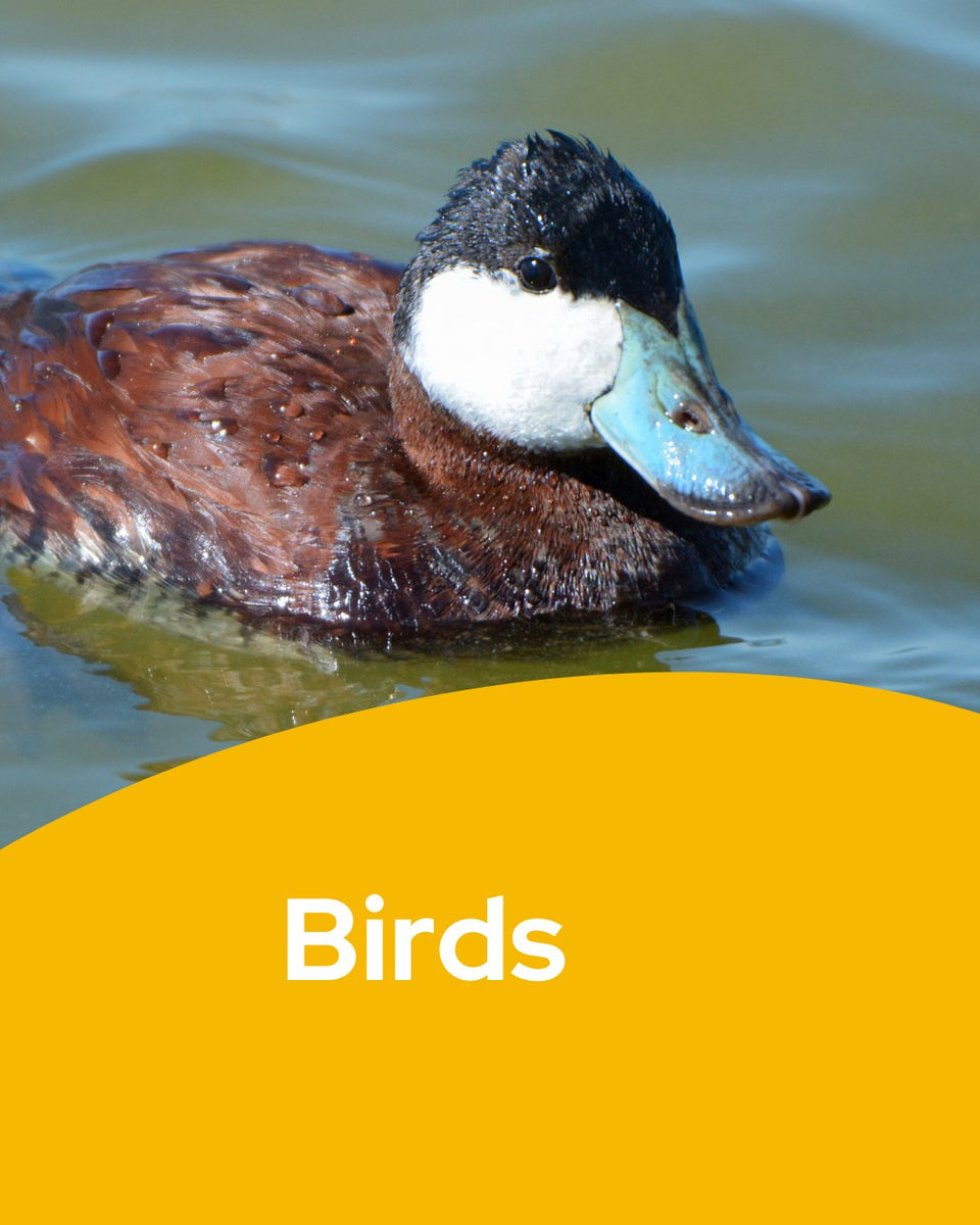 Avian Resources – National Wildlife Rehabilitators Association